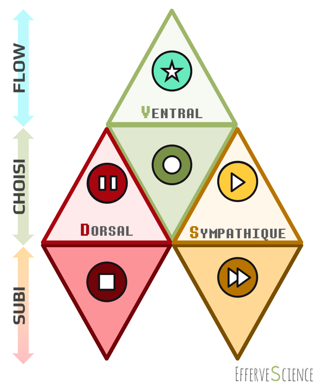 Le POWER du FLOW | EfferveScience