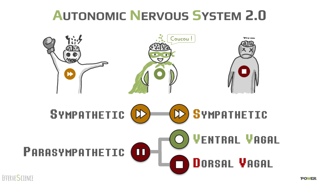 PolyVagal Theory: back to basics | EfferveScience