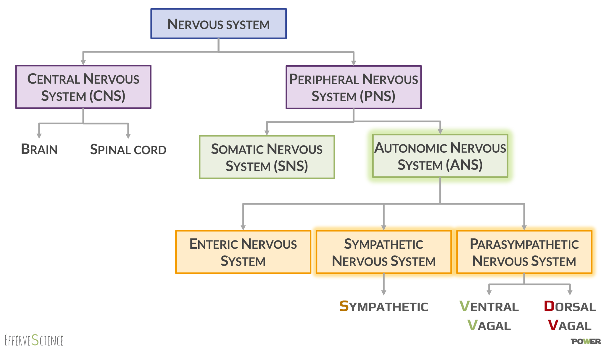PolyVagal Theory: back to basics | EfferveScience
