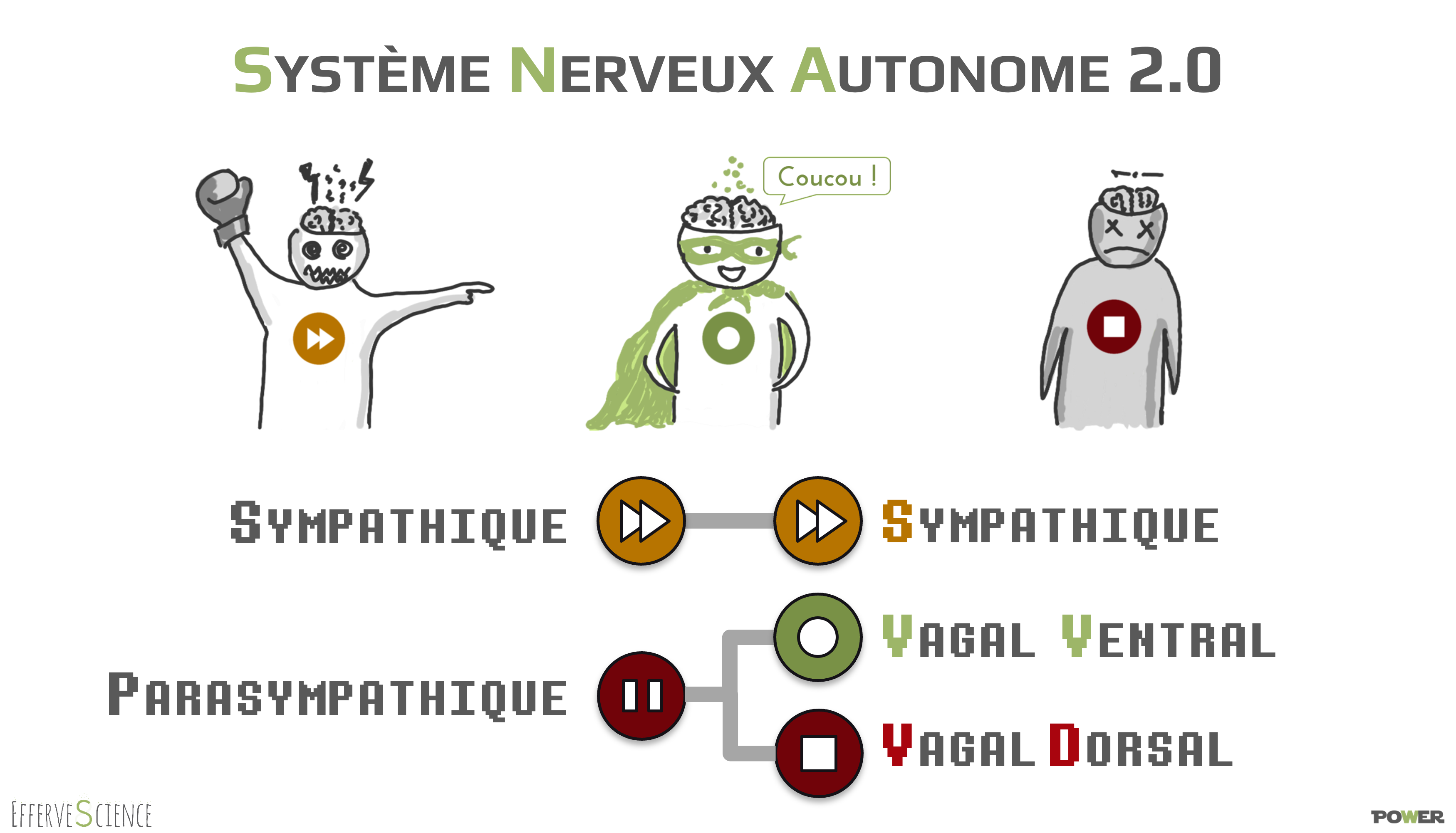 SystemeNerveuxAutonomeTheoriePolyvagaleEfferveScience | EfferveScience