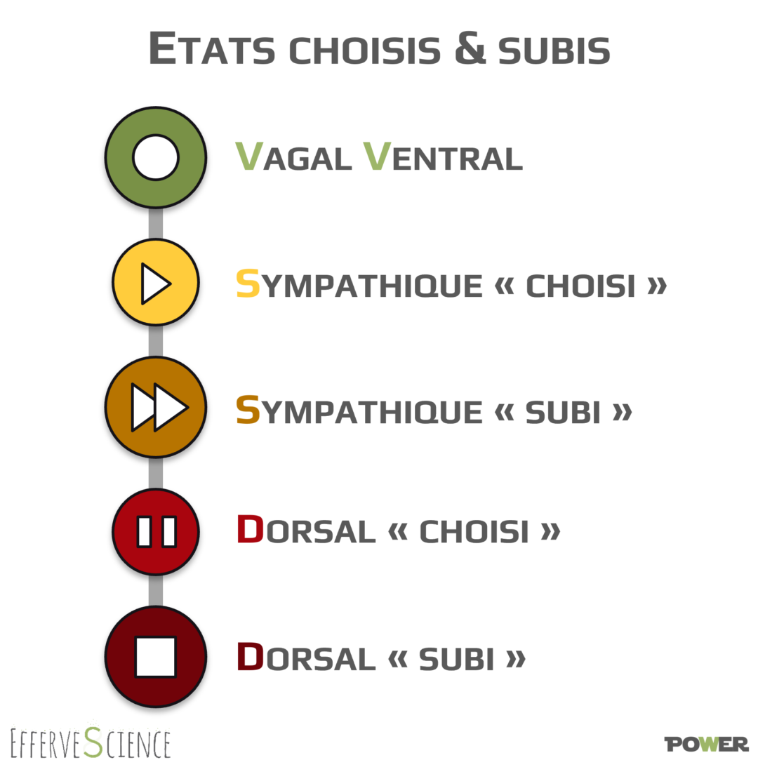 Théorie PolyVagale : les bases 2.0 | EfferveScience