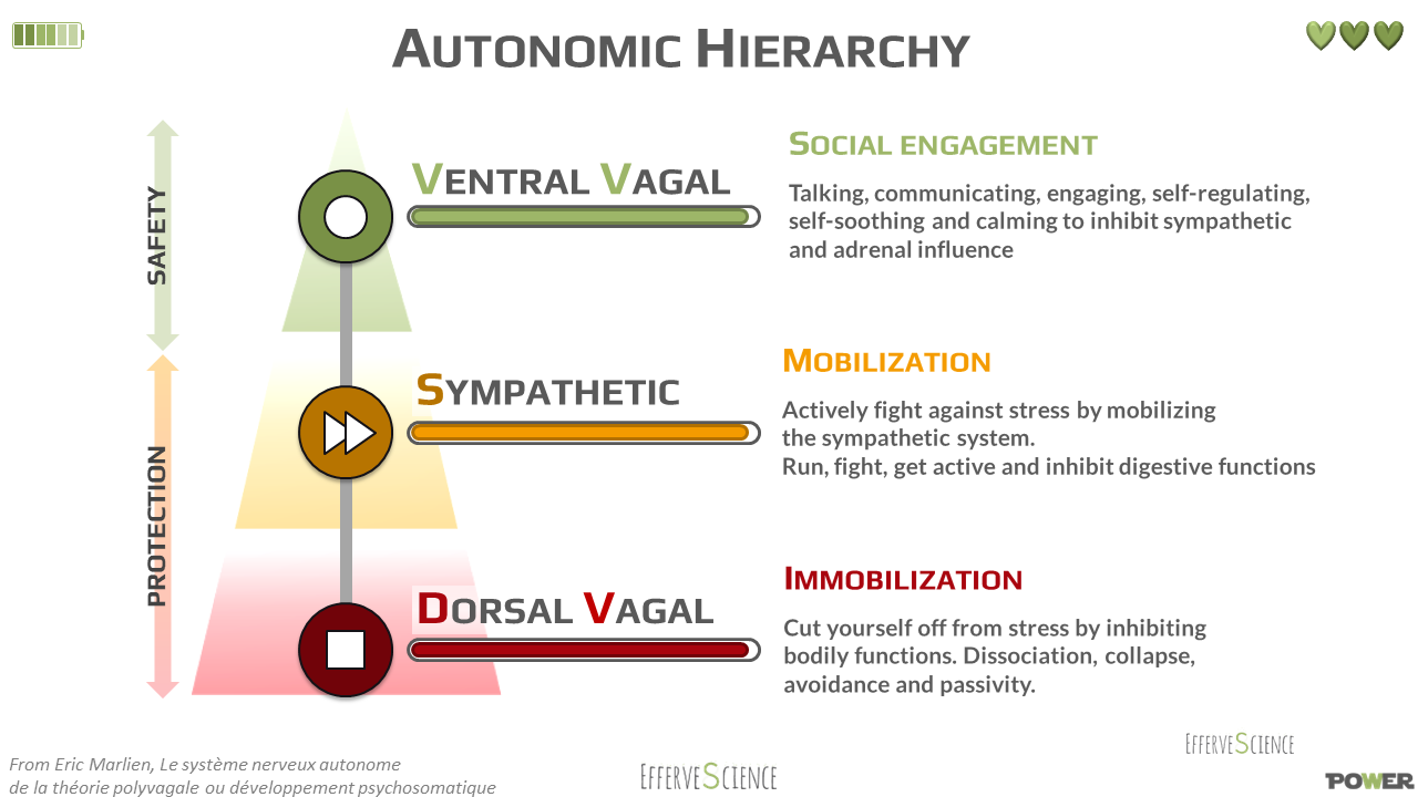 PolyVagal Theory illustrated | EfferveScience