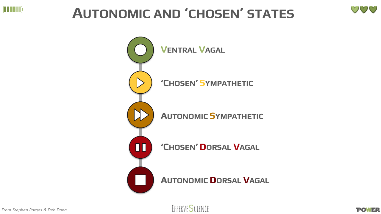 PolyVagal Theory illustrated | EfferveScience
