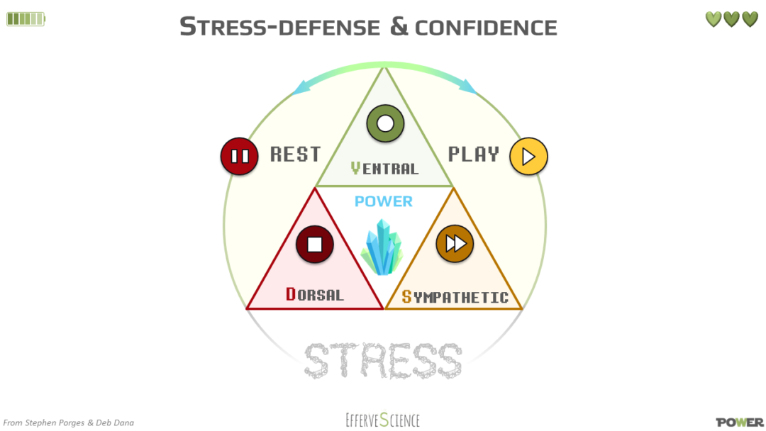 PolyVagal Theory illustrated | EfferveScience