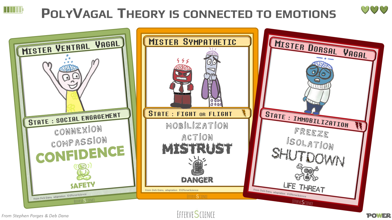 PolyVagal Theory illustrated | EfferveScience