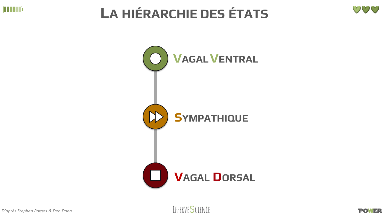 La Théorie PolyVagale illustrée | EfferveScience