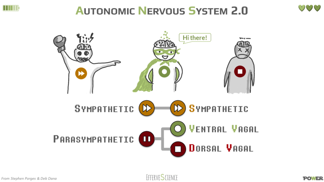 PolyVagal Theory illustrated | EfferveScience
