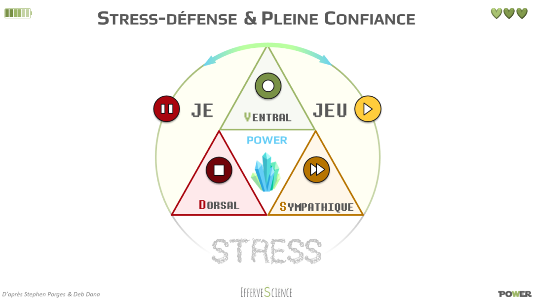La Théorie PolyVagale illustrée | EfferveScience