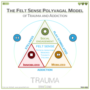 FeltSensePolyvagalModel-TraumaAndAddiction | EfferveScience